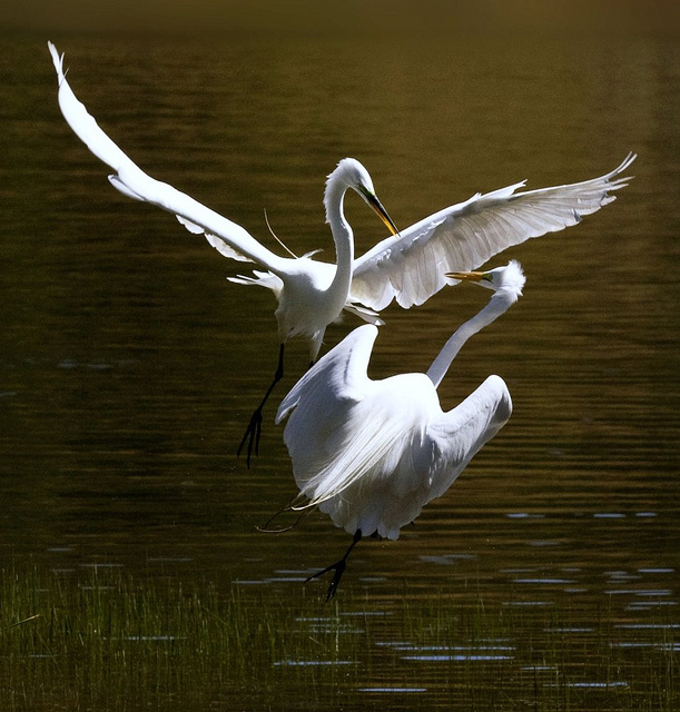 Great Egret Rising | The Ark In Space