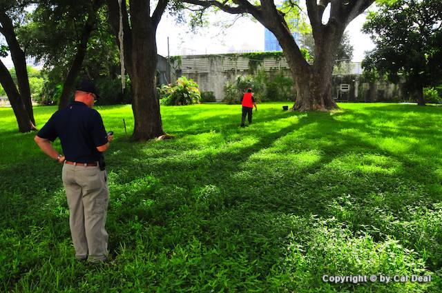 Gene's Green Scene: Tree Thursday - Raintree