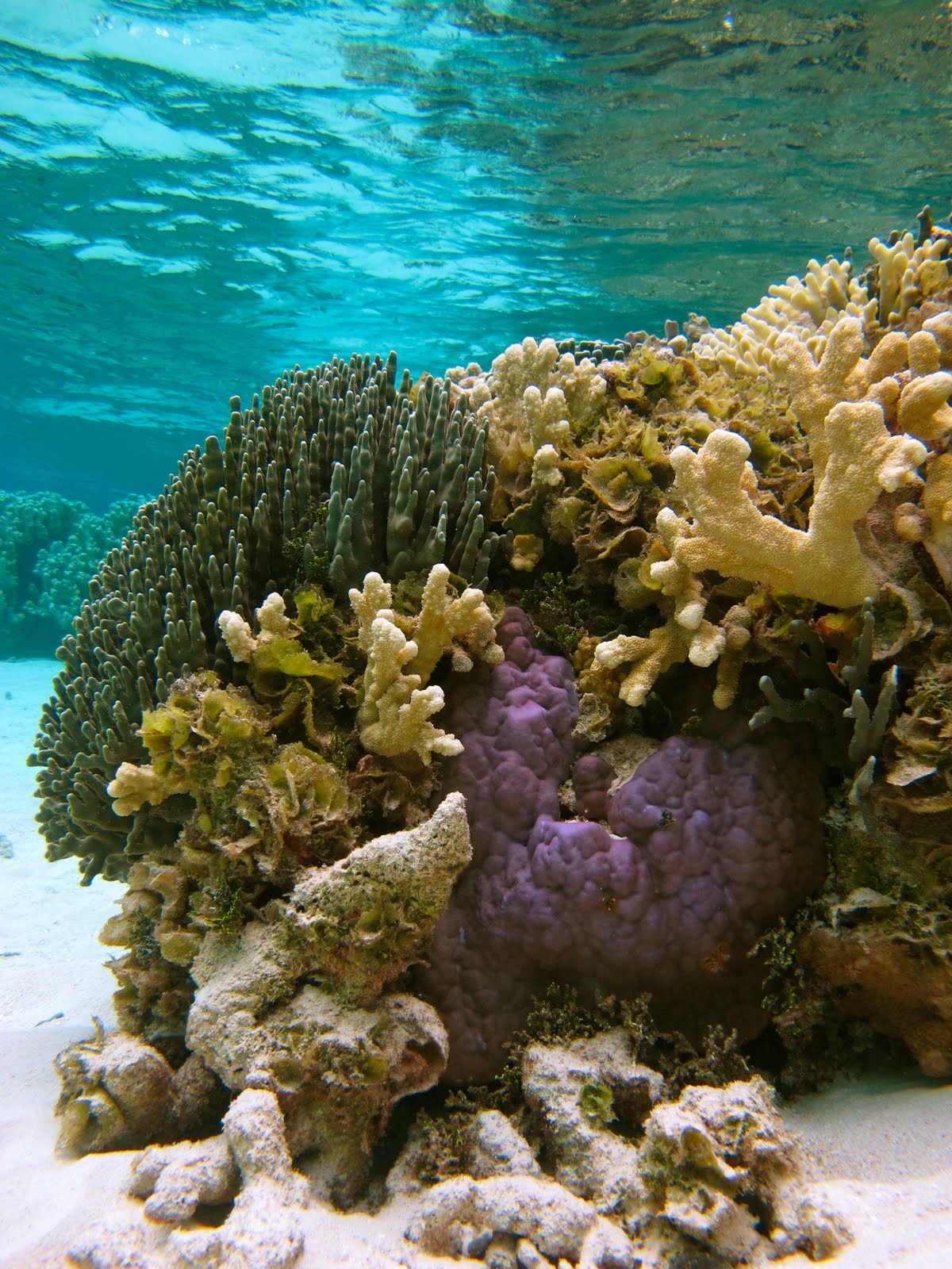 Naturefinder: Ulithi Atoll - Micronesia's Snorkelers Paradise