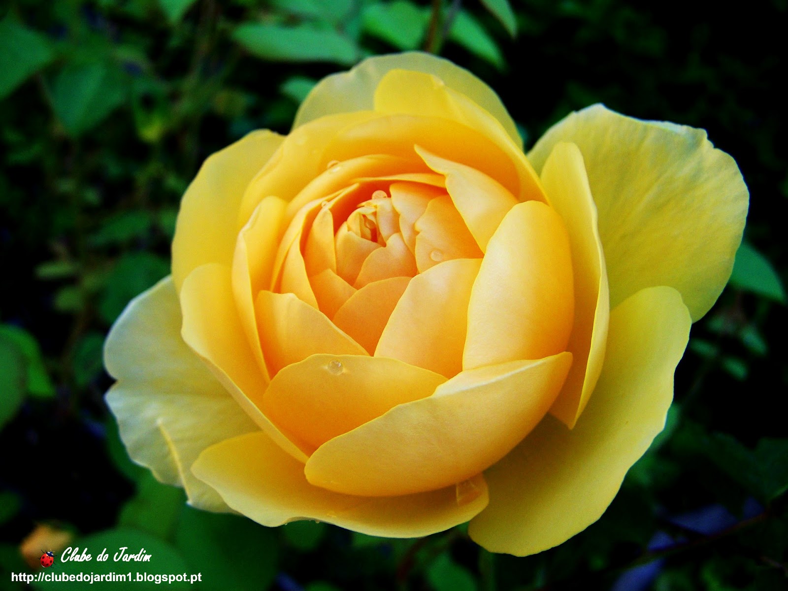 Colecção de Postais - Clube do Jardim