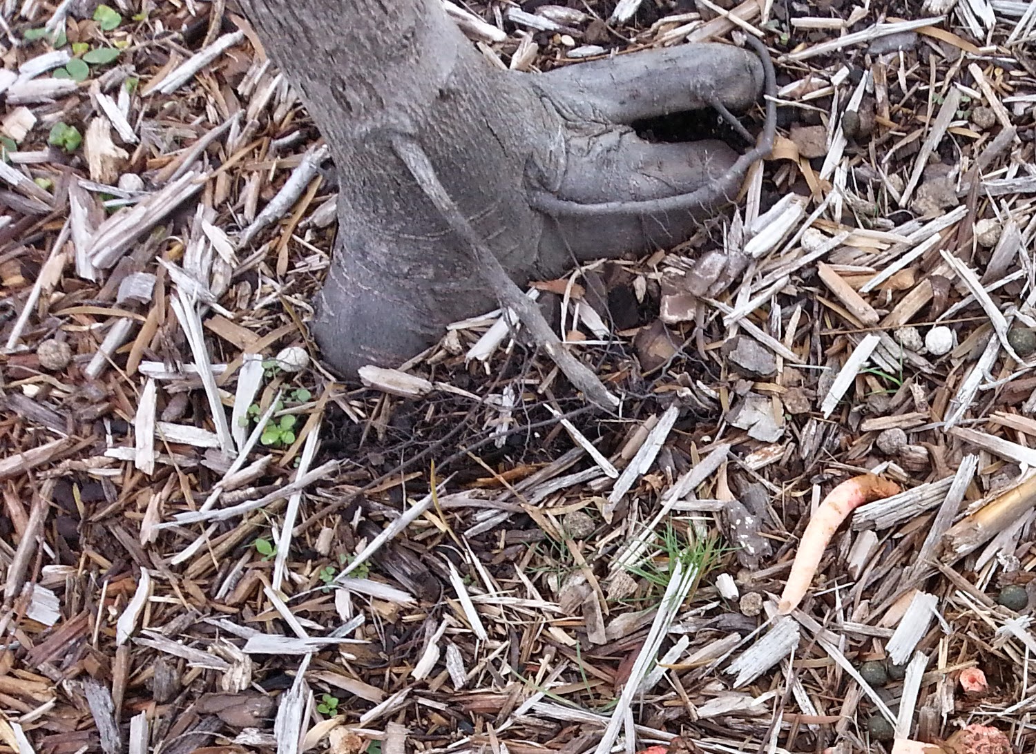 Northern Pecans: Pecan pruning answers