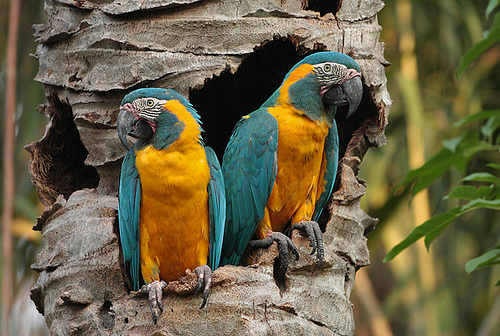 MIRADAS VIRTUAL: La paraba BARBA AZUL, en estado crítico