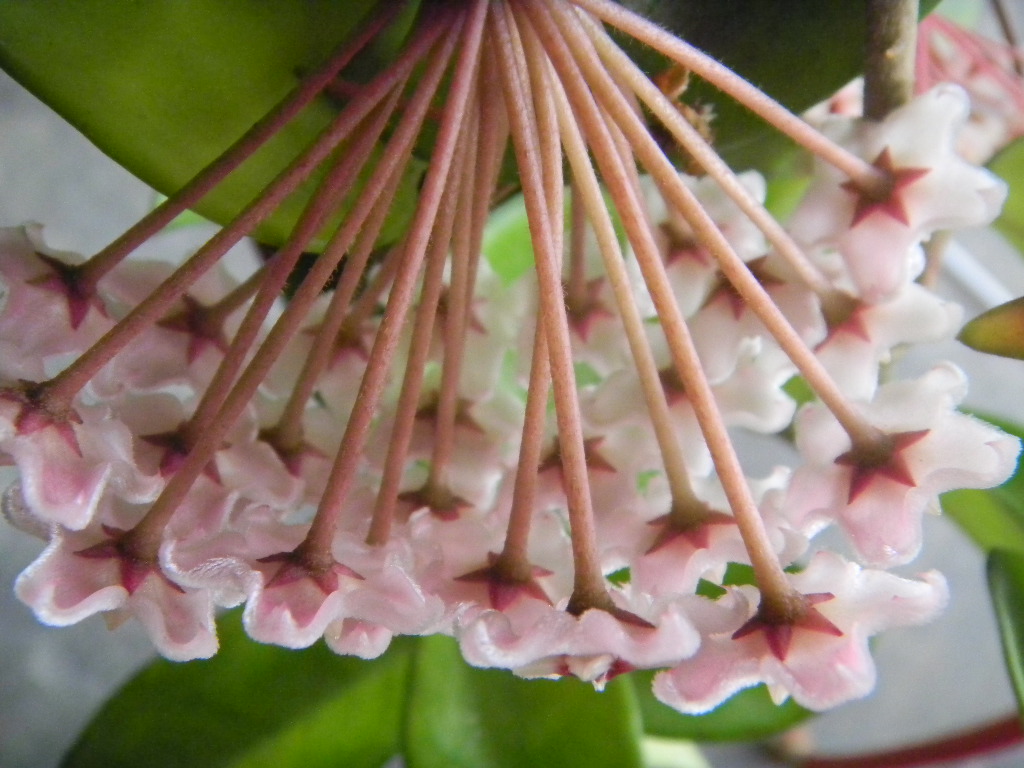 Bunga oh Bunga.....: Hoya Carnosa...