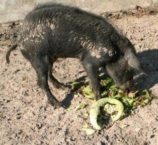 surfingpets: Cerdos vietnamitas abandonados ponen en peligro la ...