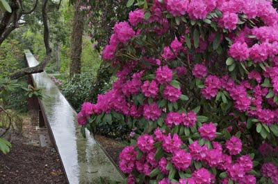 Mi bello mundo: MISS JARDIN