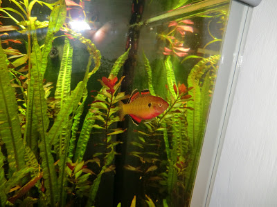 The Fishtank: Fish Spotlight: Hypseleotris compressa