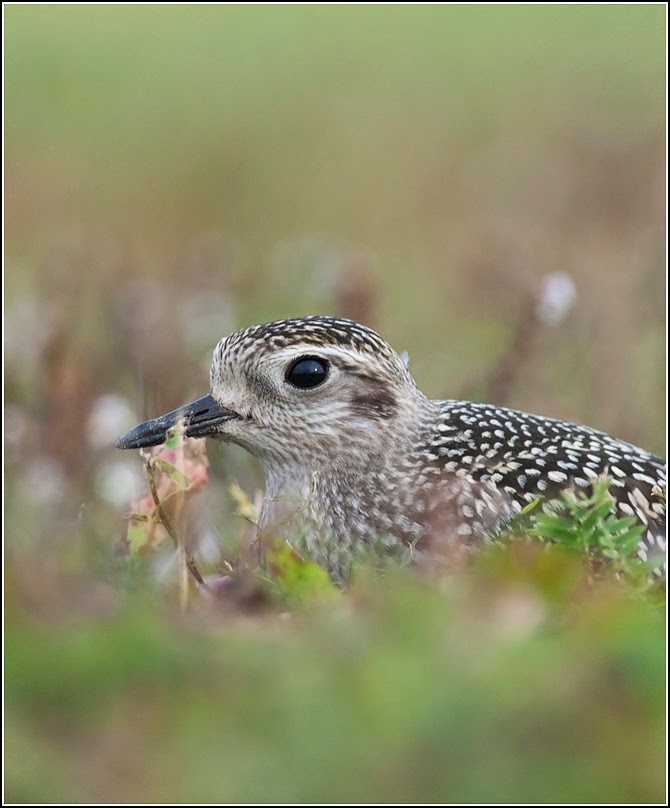 Explorations of an Ecologist: The rest of Moosonee
