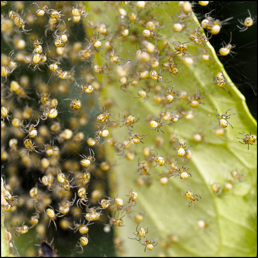 North Florida Pictures: Spider hatch, garden