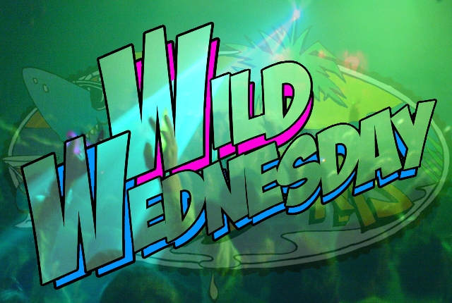 Donna L Martin's THE STORY CATCHER: Wild Wednesday