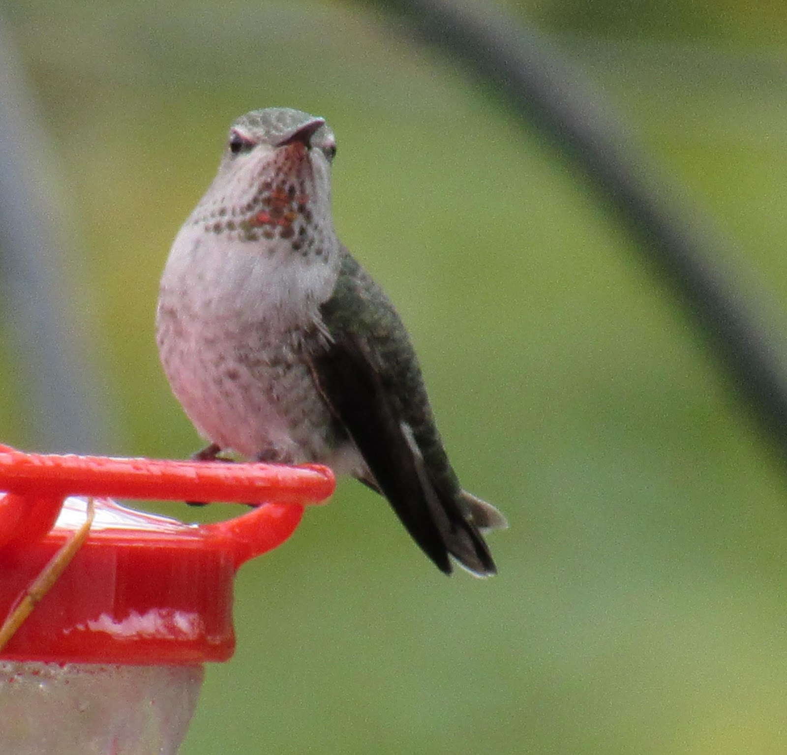 Garden Grumbles and Cross Stitch Fumbles: Three Hummers