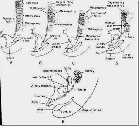 MY WORLD: ORGANOGENESIS