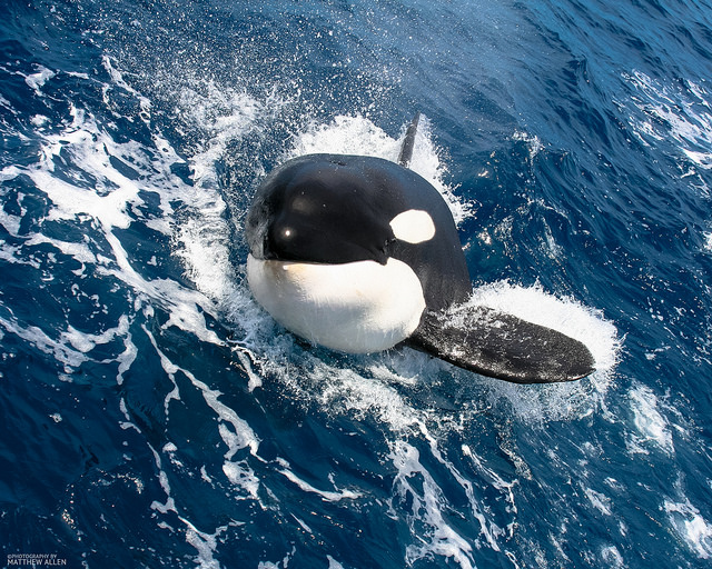 White Killer Whales Face