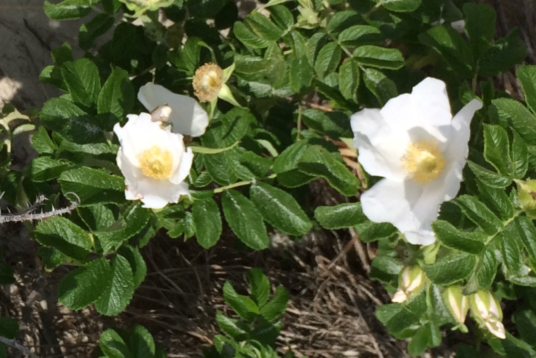 Gone To The Beach: June ~ Beach Roses