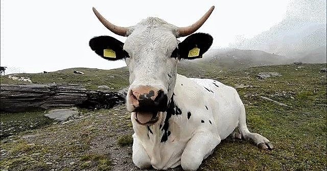 O cão que fuma...: Vaquinhas sem leite