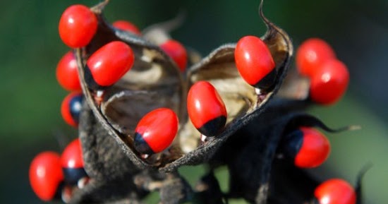 MAFERBA en el MUNDO : HUAYRURO, SEMILLA DE LA BUENA SUERTE