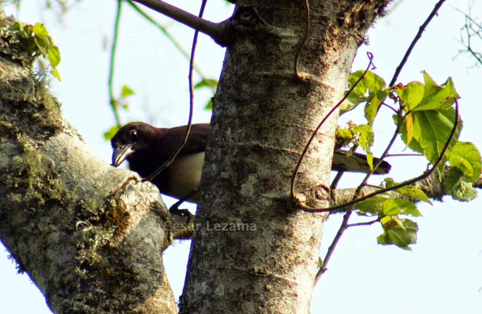 Aves de la región de Huatusco: URRACA PEA o PÁJARO PAPAN (Brown Jay)