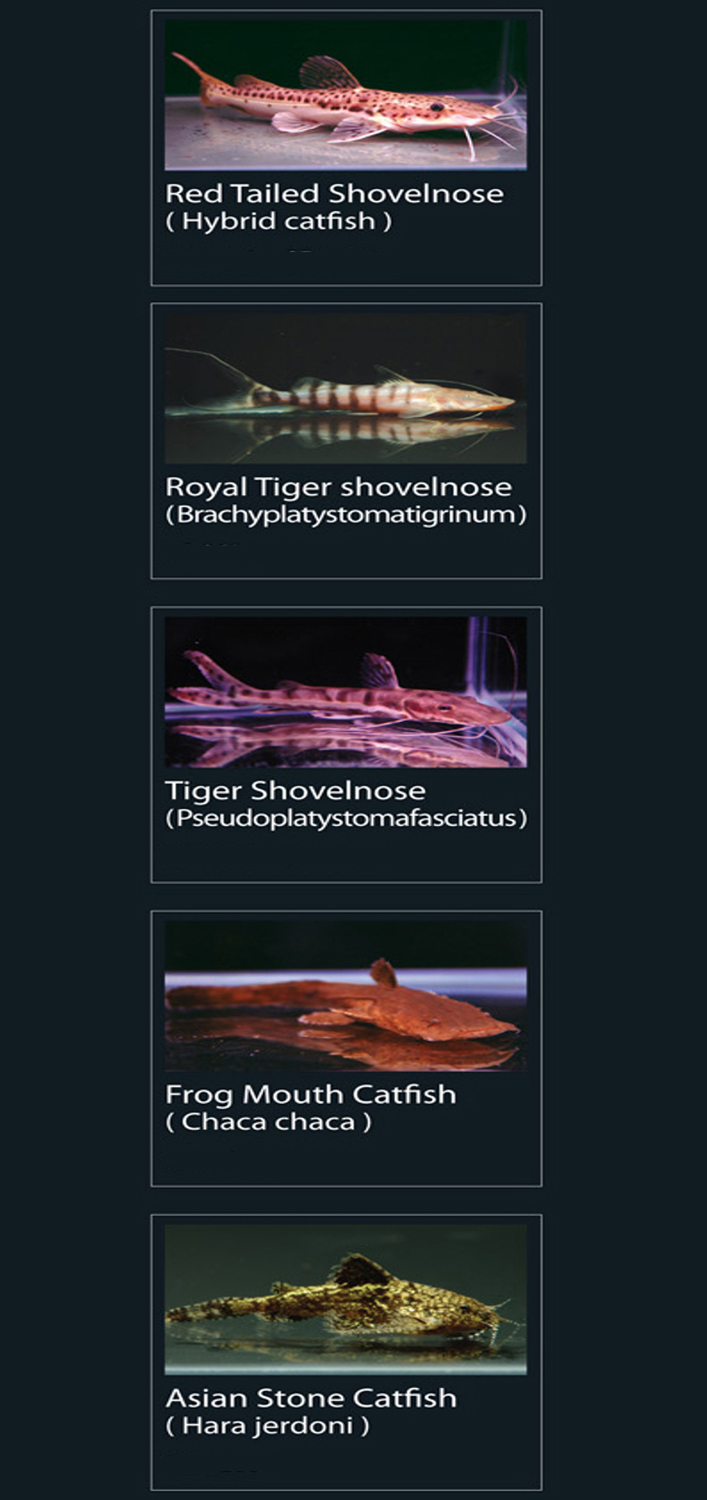 38 Jenis Ikan Hias Catfish Populer