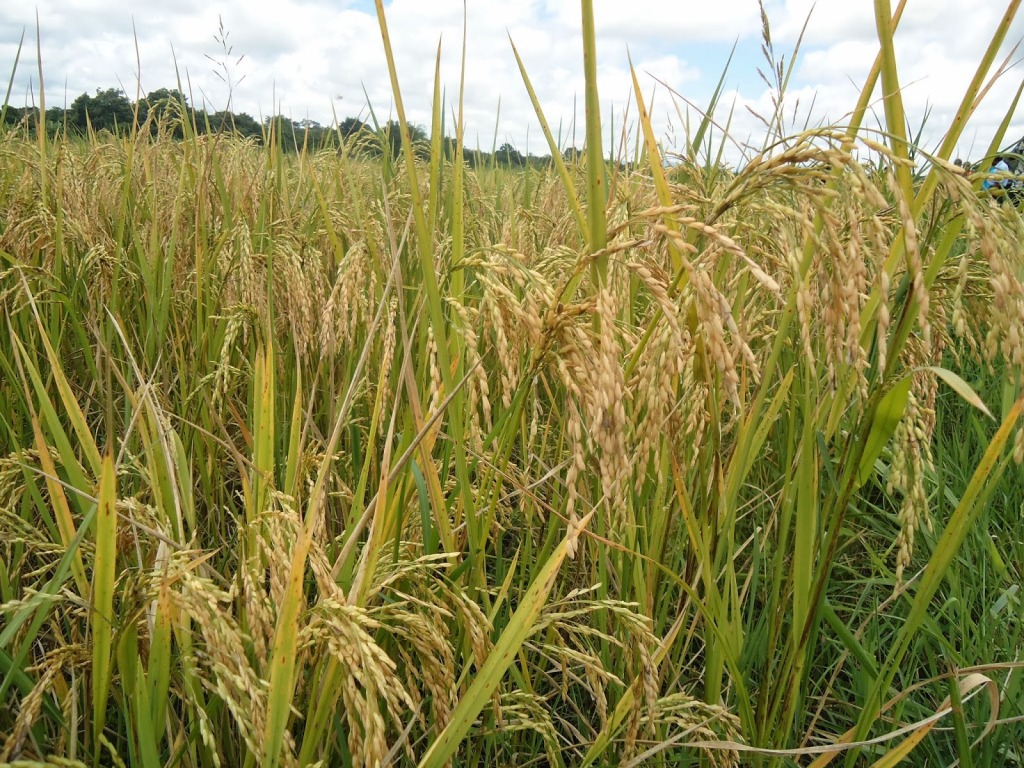 WAKULIMA MBARALI,MBEYA WATOA YA MOYONI WANAYOKUMBANA NAYO KATIKA KILIMO ...