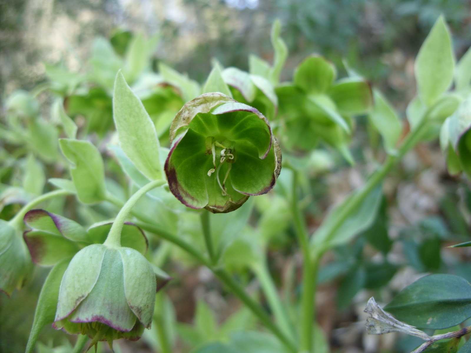 Jardim Autóctone: Erva-besteira (Helleborus foetidus)