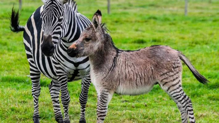 Ini yang Terjadi, Jika Keledai Kawin dengan Zebra | Naviri Magazine
