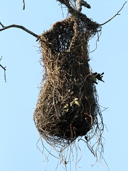 Ecobirder: Altamira Oriole