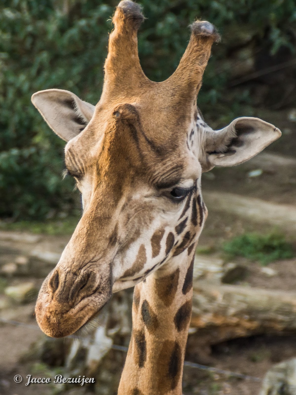Fotoblog: Long Blond Animal