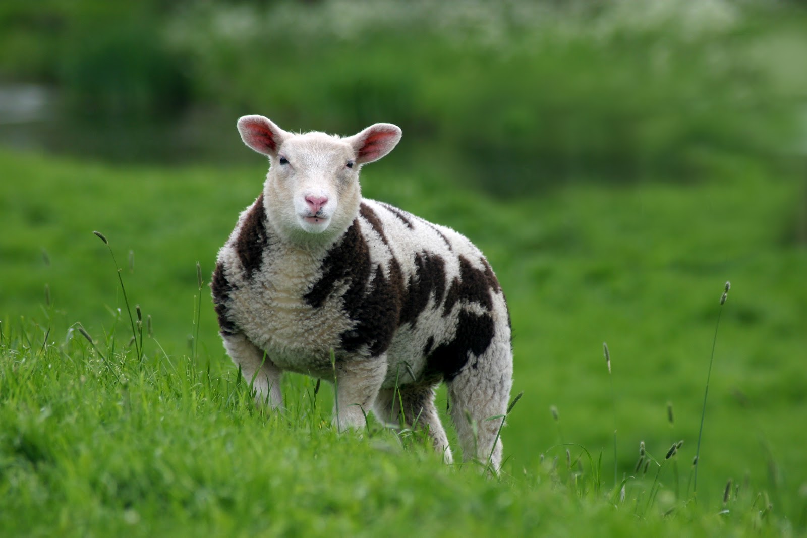 We are crazy about Sheep....baaah..baaah....