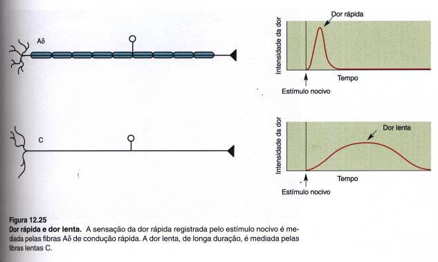 Fisio Nana: Dor - Fisiologia da dor
