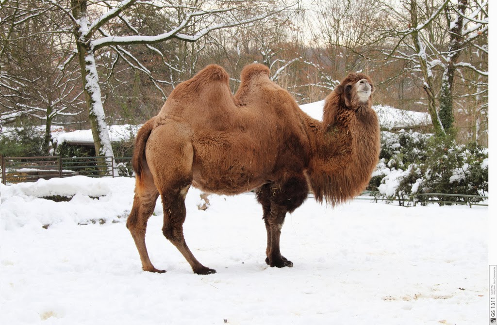 camel snow wallpaper | The Best Wallpapers