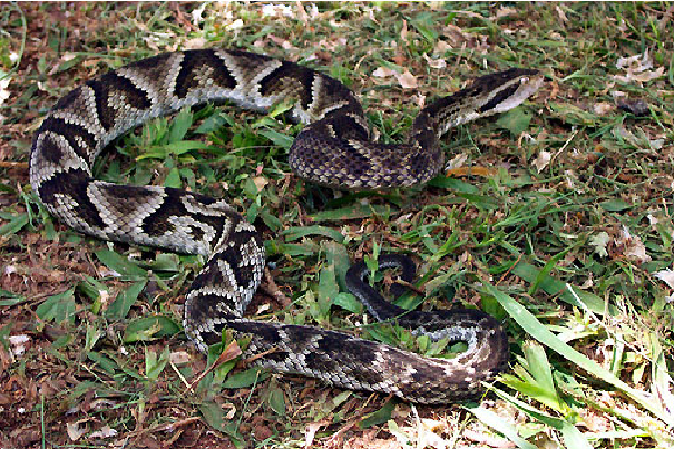 Cobra-Jararaca (Bothrops jararaca)