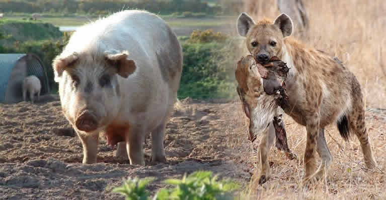 Kiasman Poetry and Literature: Kingdom of Gluttons