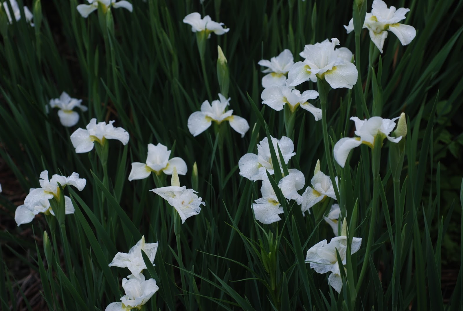 Lifestyle Garden: Thriving Siberian Iris
