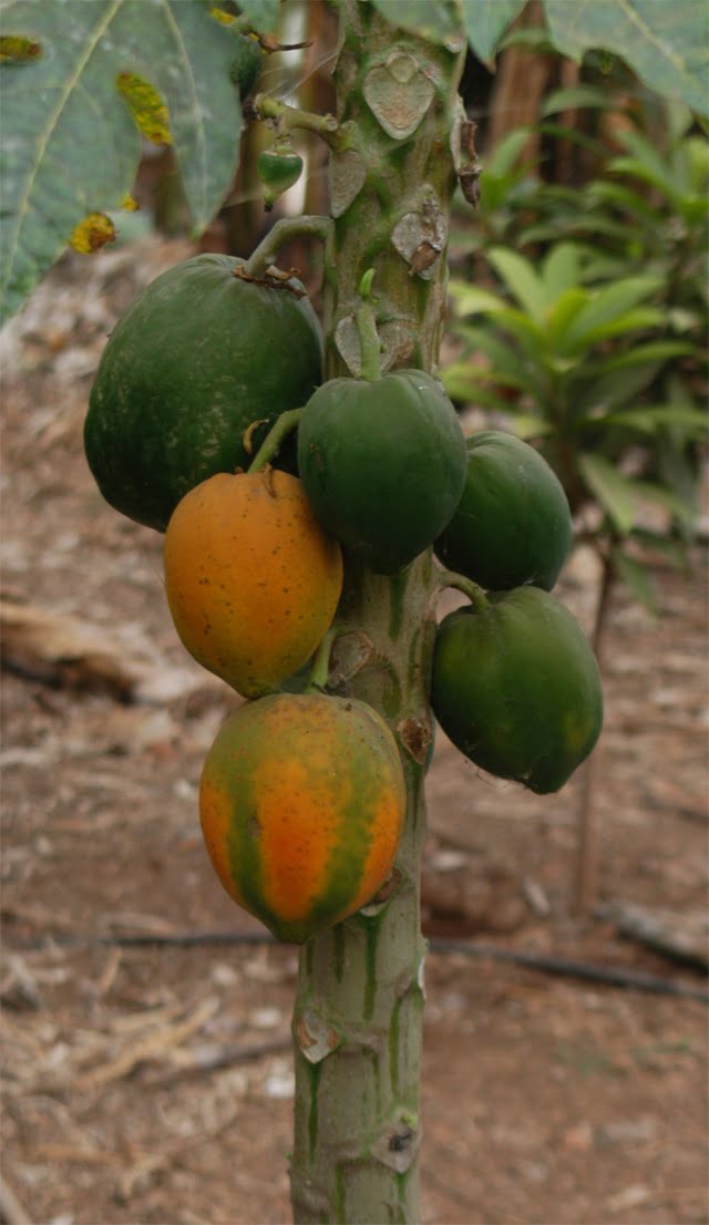 Finca Niguaria: Papayas Red Lady