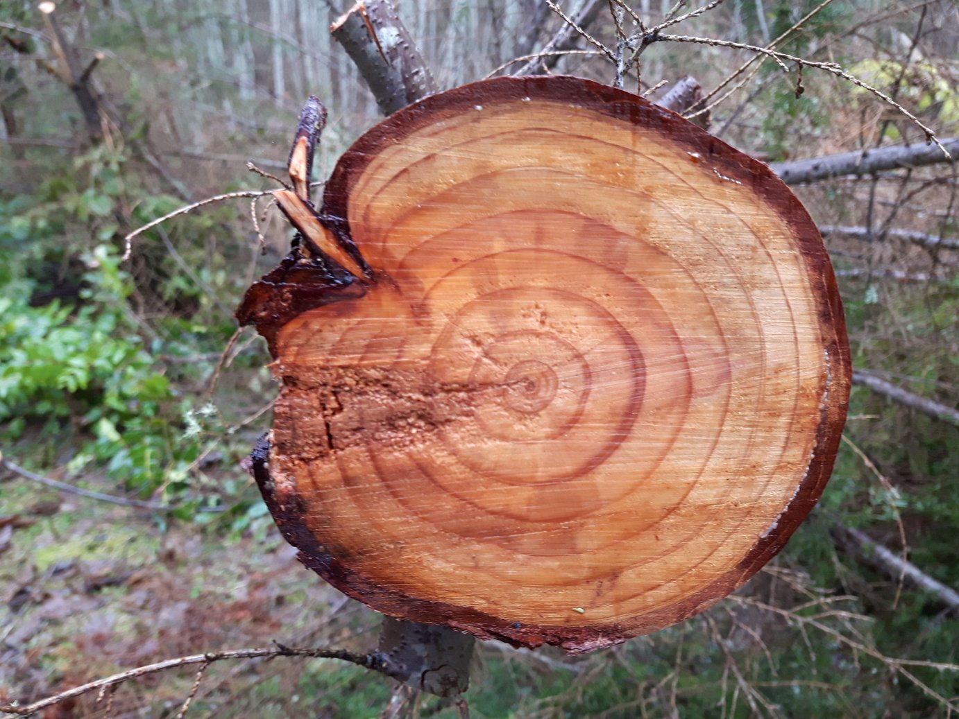 Sci/Why: Nature's Black Boxes