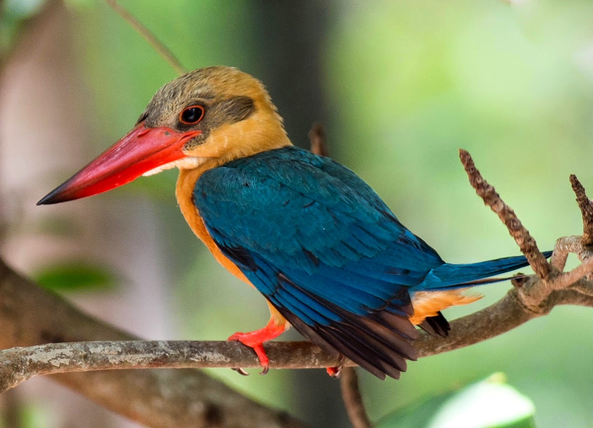 SOUTH EAST ASIA BIRDS - Malaysia birds paradise: February 2015