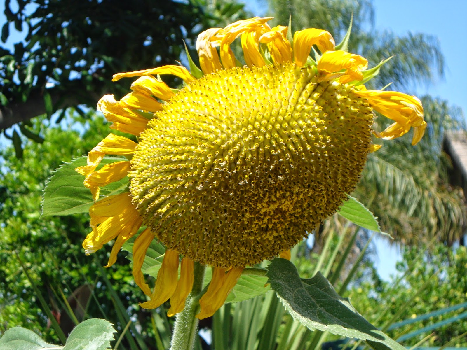 Blogging from A to Z April Challenge: Sunday Sunflower #AtoZChallenge ...