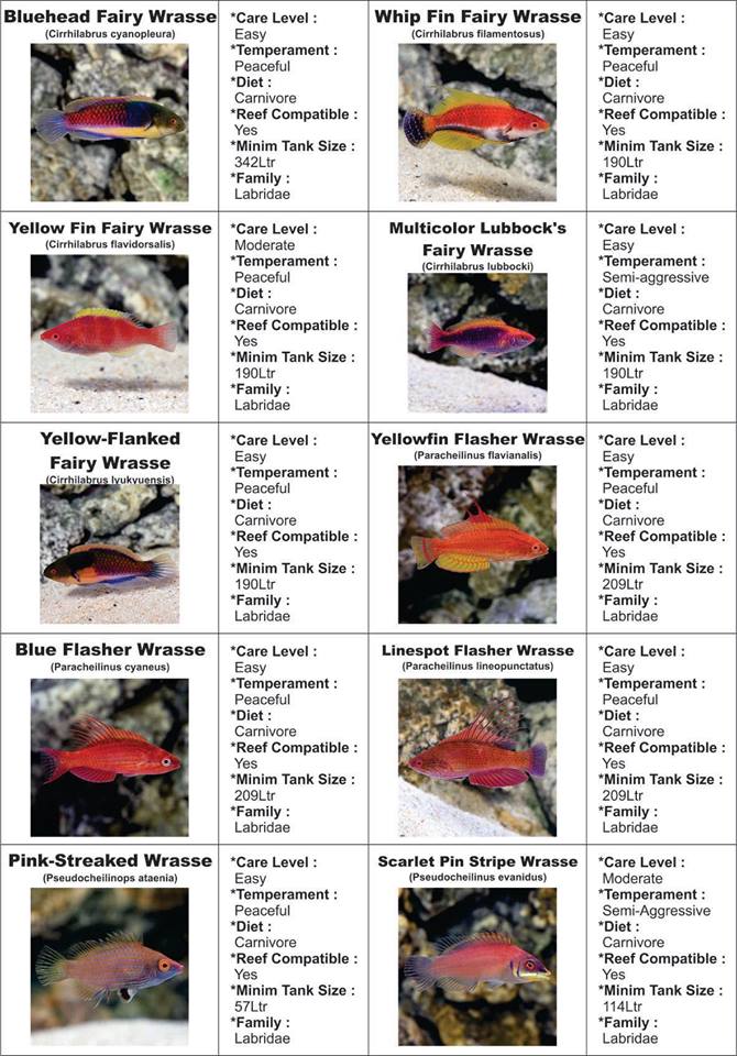 hardy boy: Coral Reef Fish Names