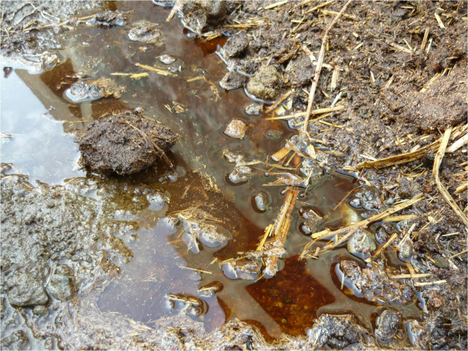 ALTERNATIVA ECOLÓGICA: LOS PURINES ANIMALES Y SU USO EN EL BIOHUERTO