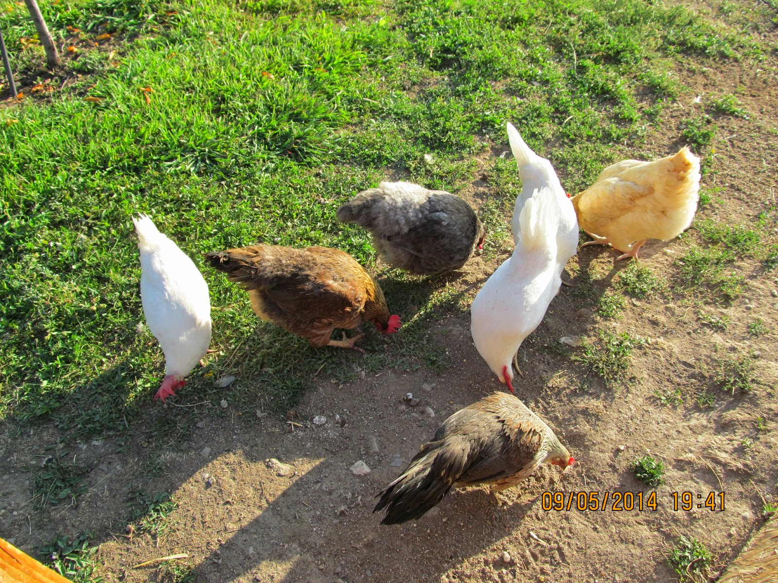 Savings for Sisters: Tip of the Week - The Egg and I