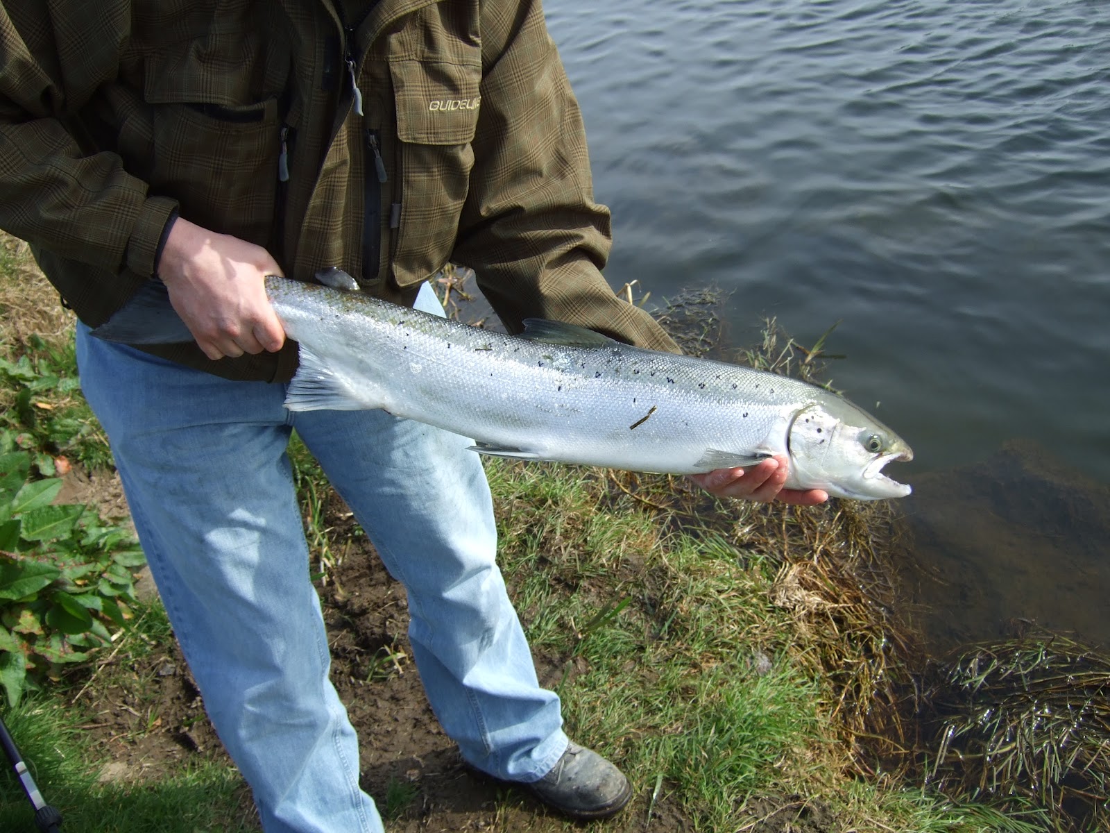 Dee & Don Salmon Fishing: Salmon Fishing And The "Musker's Fancy."