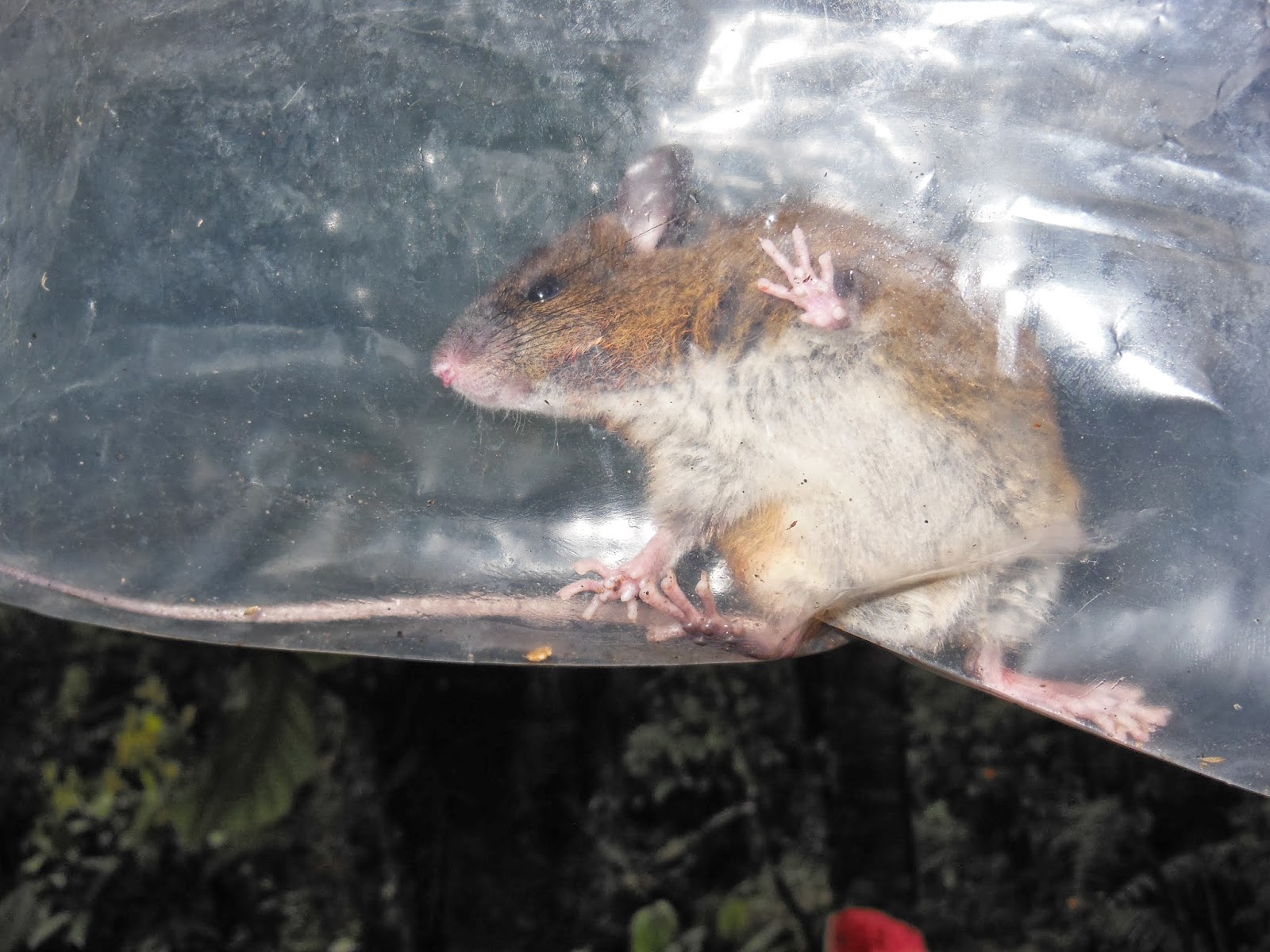 The Nomadic Naturalist: Panama Trip report