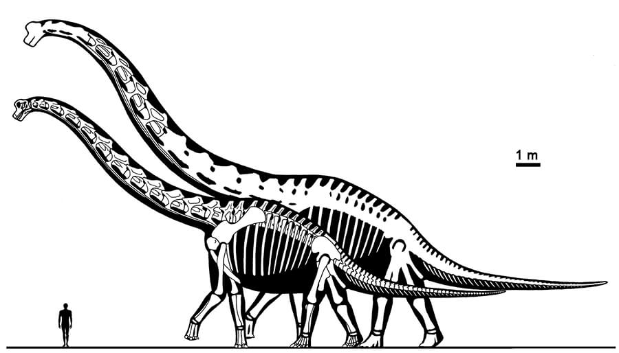 Mundo Pré-Histórico: Sauroposeidon, o dinossauro mais alto
