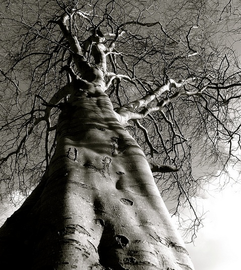 One Sweet Spot: trees gone bad