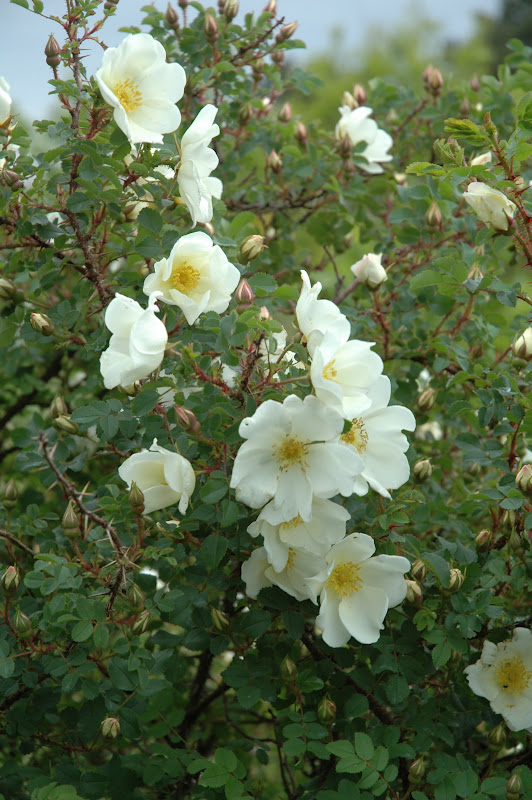 HAVETID: Gråbladede stauder og hvide blomster.
