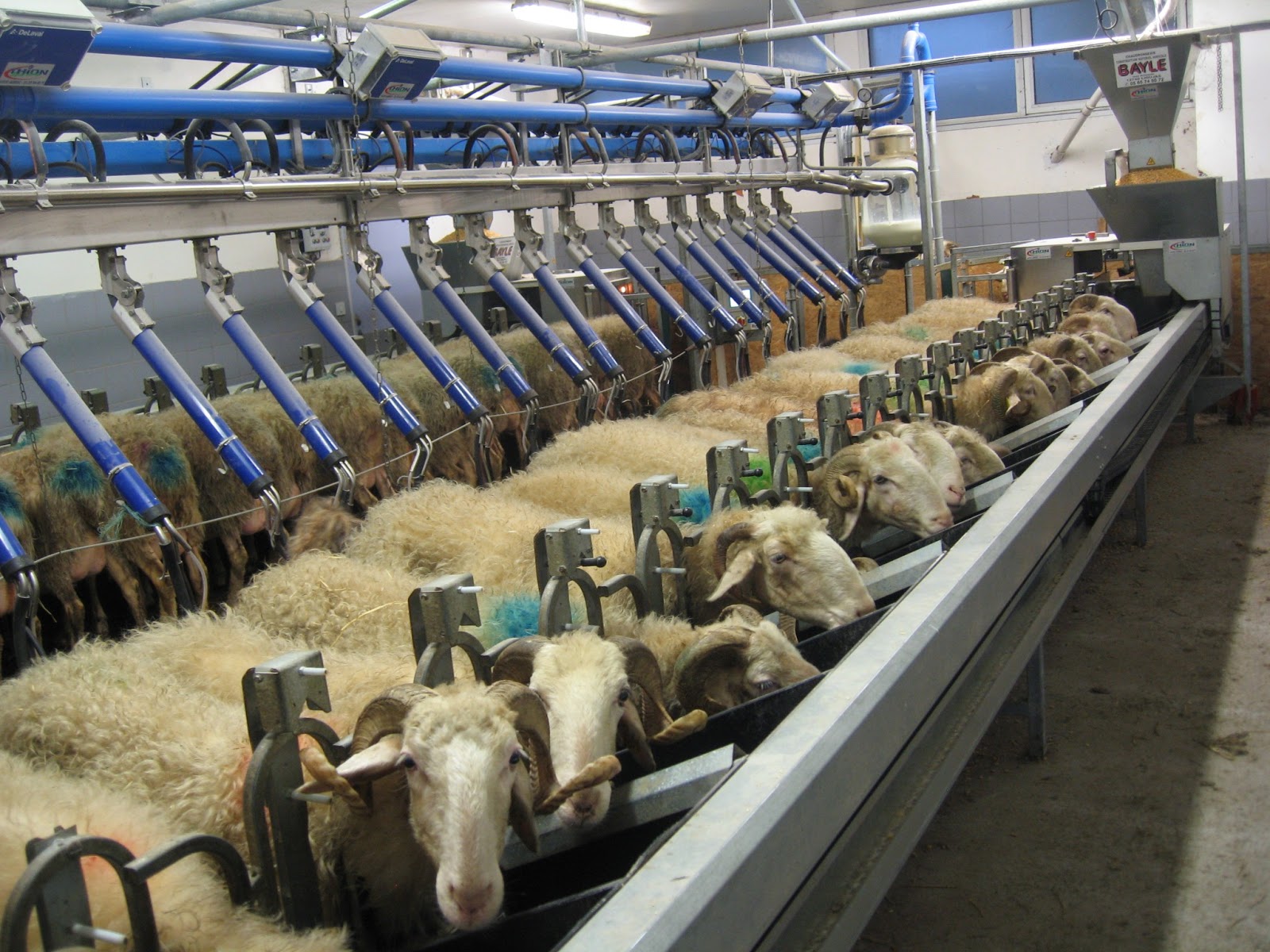 Une Béarnaise entre en Seine : La traite