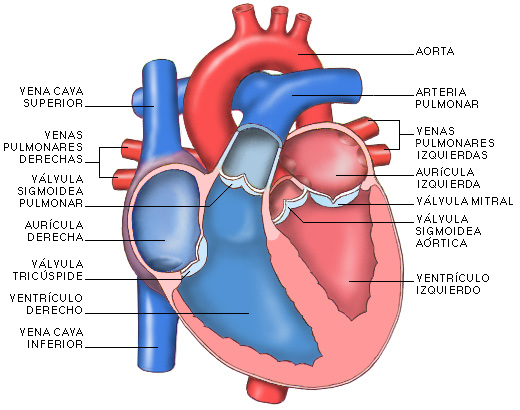 El Húmero: Anatomía y Fisiología del Corazón