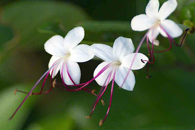 Ryukyu Life: Plant and Flower Photos: Clerodendrum