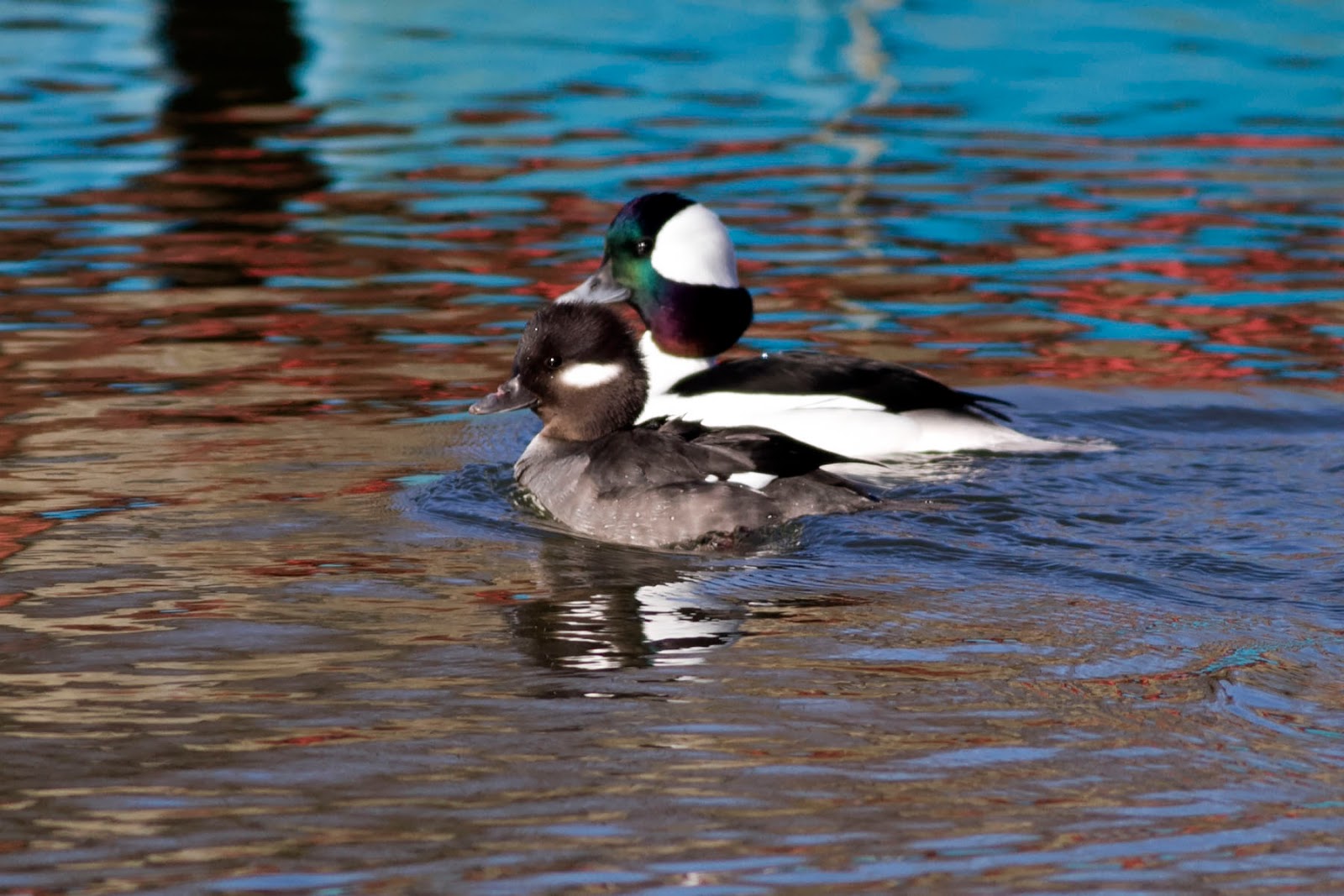 Ann Brokelman Photography: Bufflehead Ducks in Pickering. Jan 2016