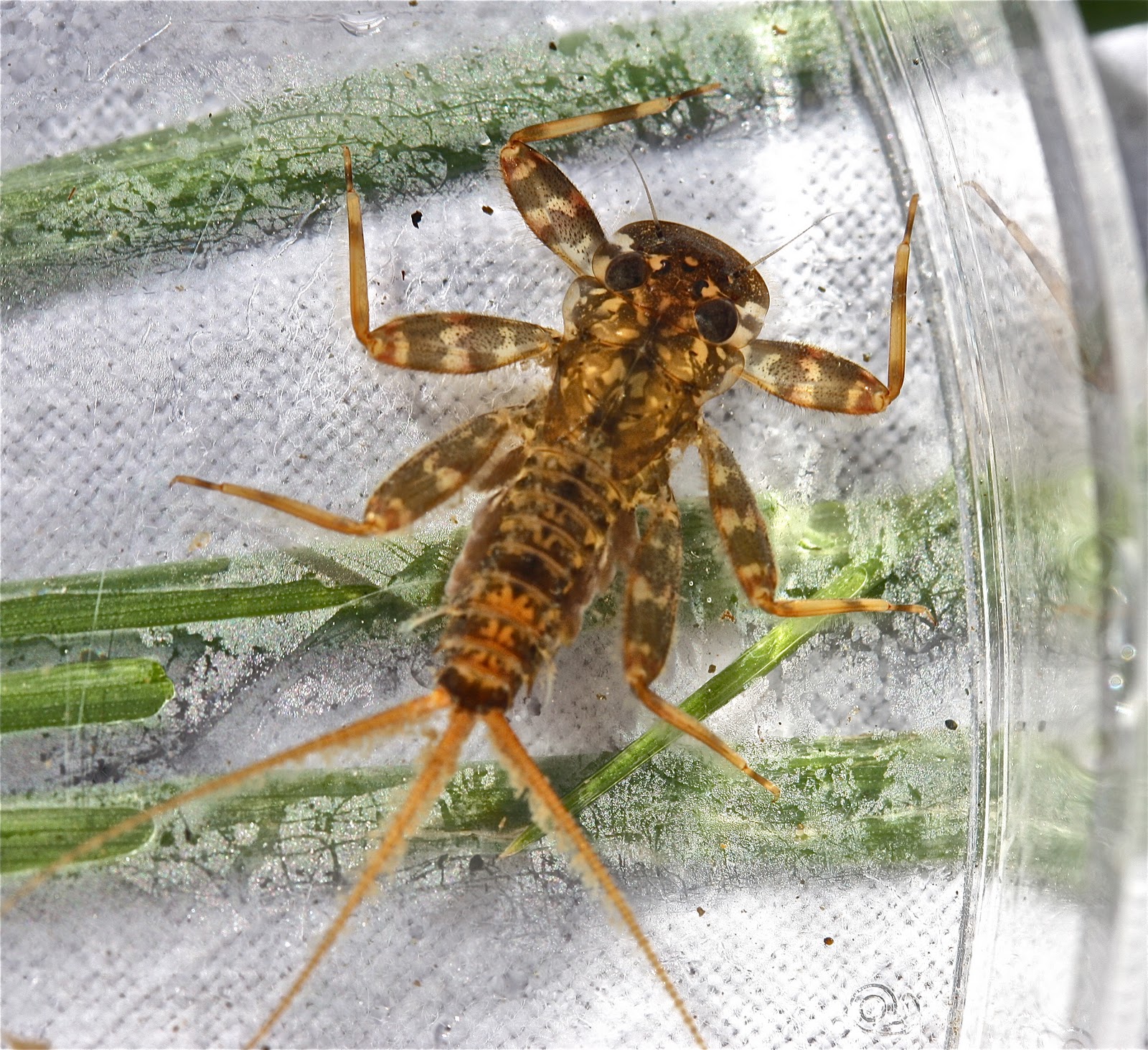 Aquatic Insects of Central Virginia: Exploring Maccaffertium Species ID ...