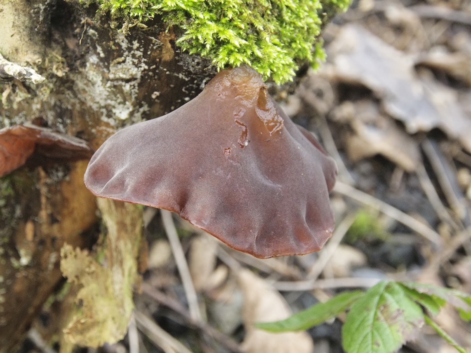 Calderdale Fungi - Halifax Scientific Society - Mycology Section: Crow ...